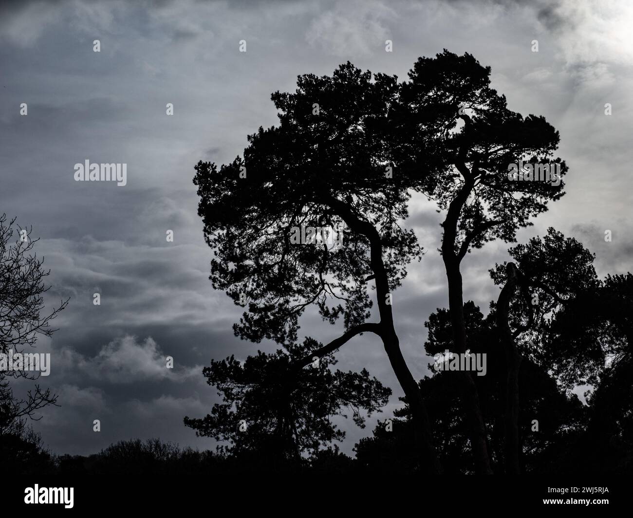 Winter tree silhouette showing tree shape Stock Photo - Alamy