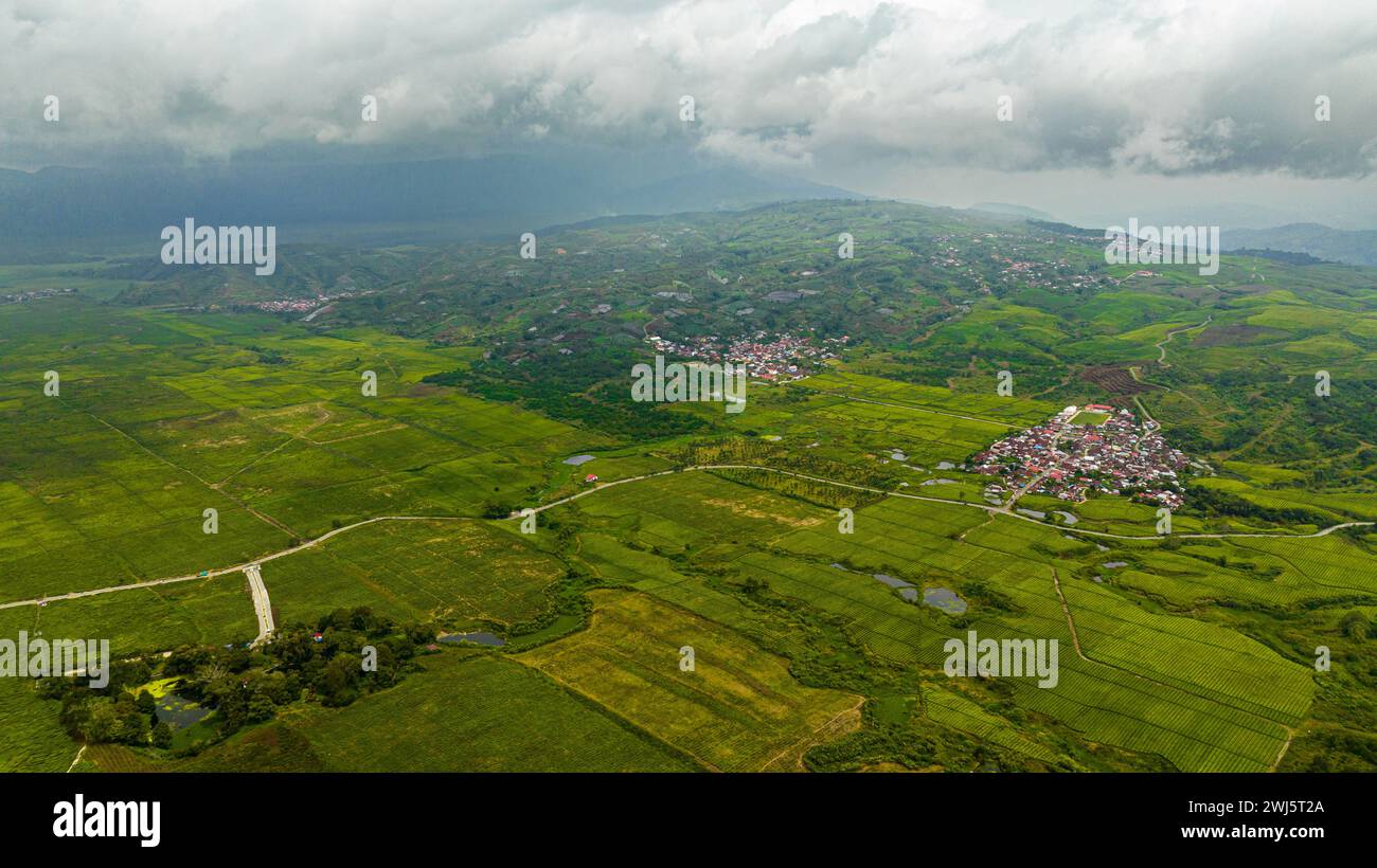 Aerial view of green tea plantations in the highlands. Tea estate ...
