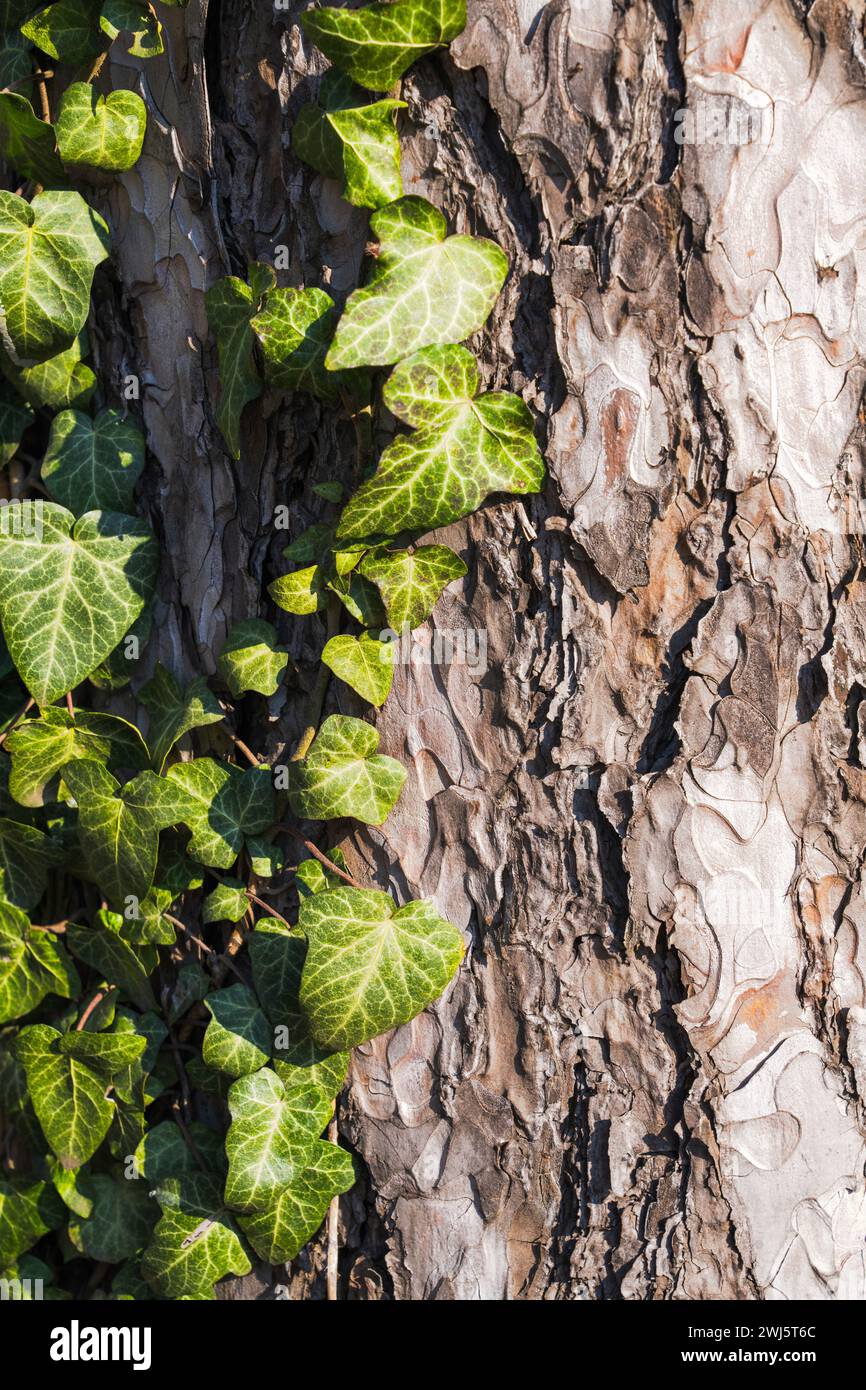 Ivi tree hi-res stock photography and images - Alamy