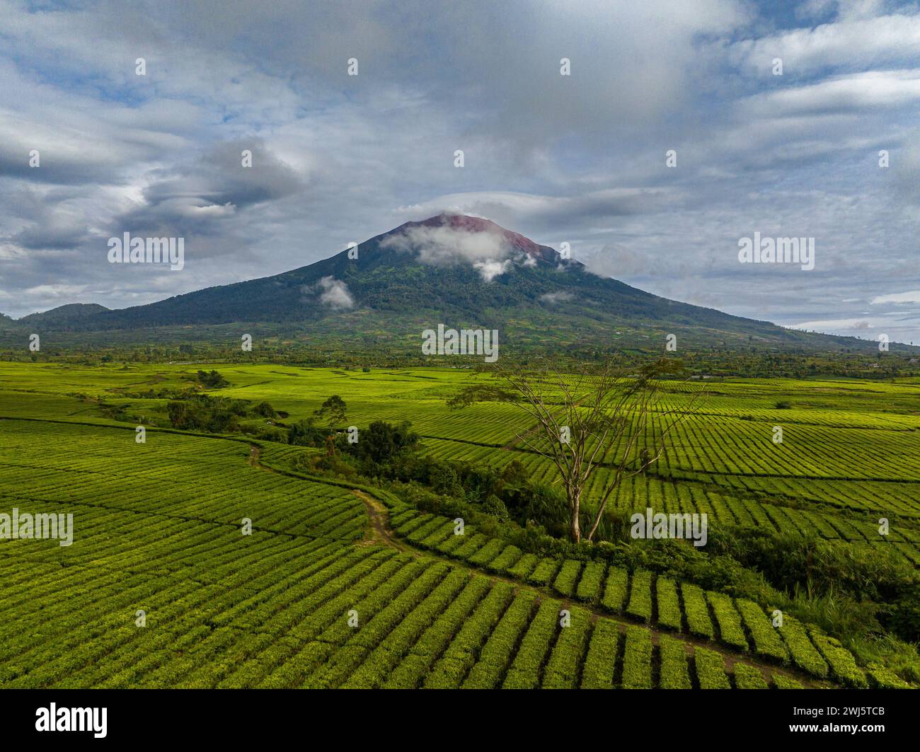 Top view of tea plantations at the foot of the Kerinci volcano. Tea ...