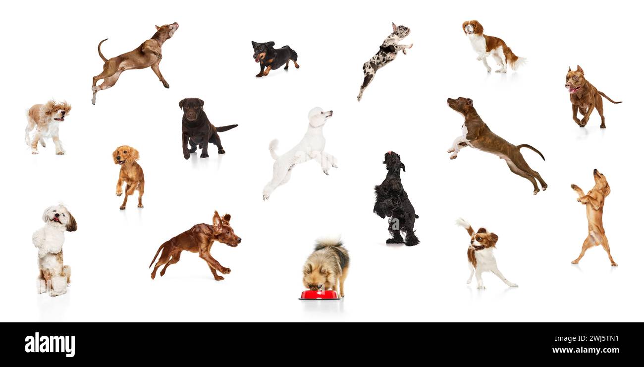 Collage made of different purebred adorable dogs in motion, playing ...