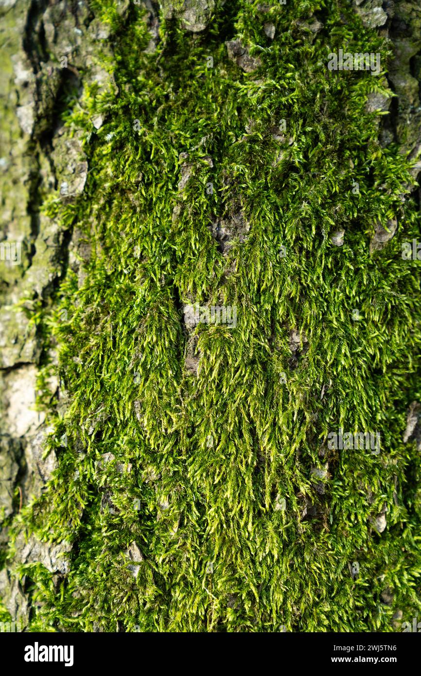Closeup macro old tree hi-res stock photography and images - Alamy
