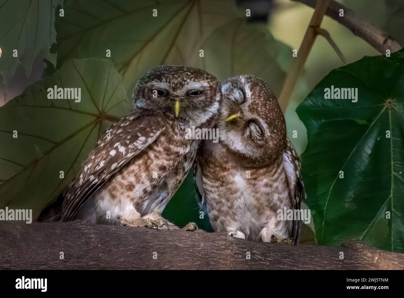 Cuddle up day hi-res stock photography and images - Alamy