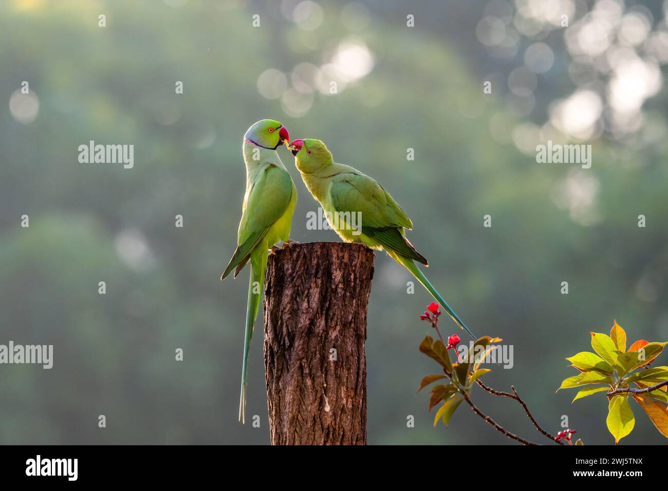Parakeets give a kiss CHANDIGARH, INDIA LOVED UP IMAGES of birds ...