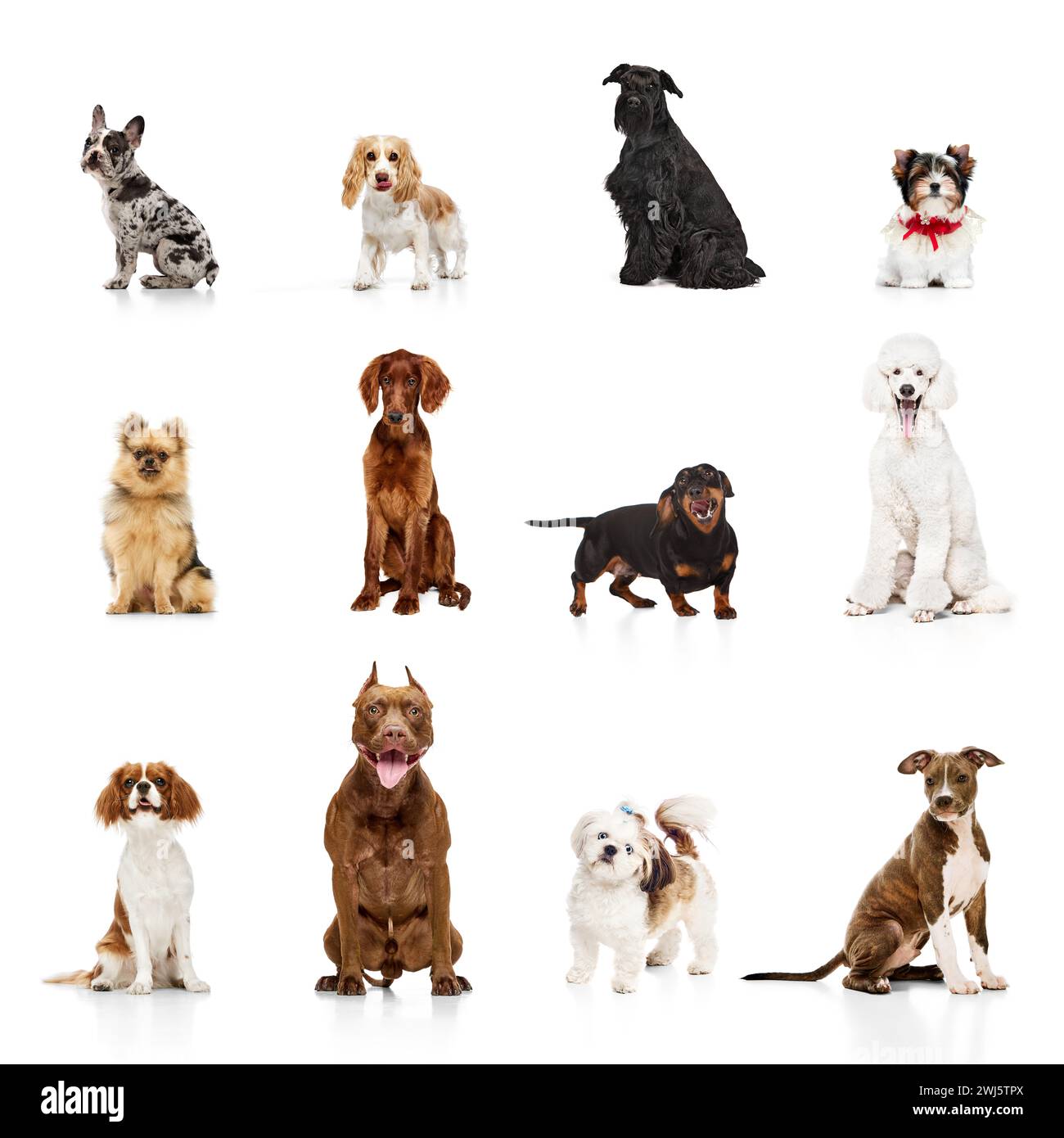 Collage made of different purebred dogs calmly sitting isolated over ...