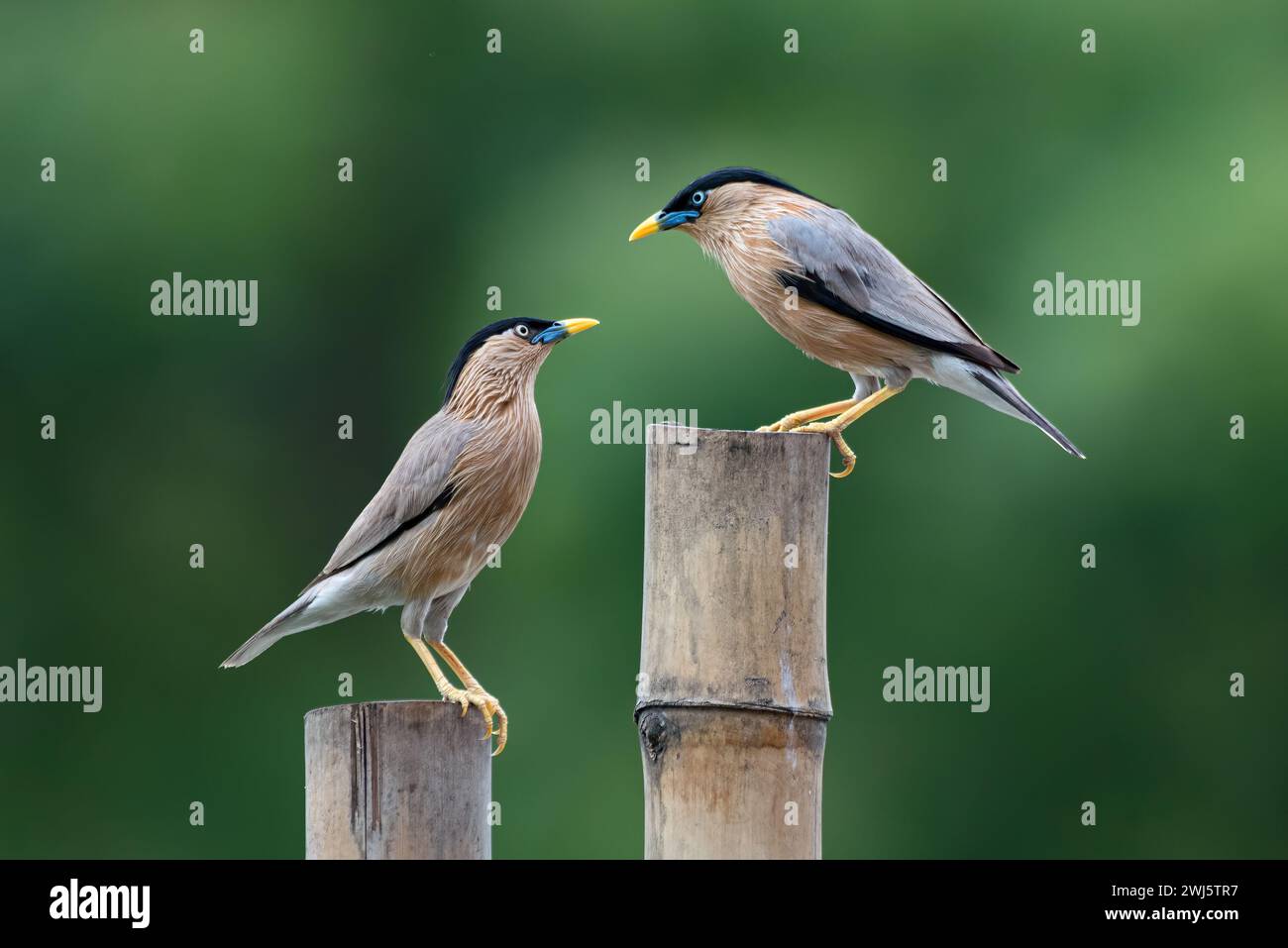 Birds look ready to share a peck CHANDIGARH, INDIA LOVED UP IMAGES of ...