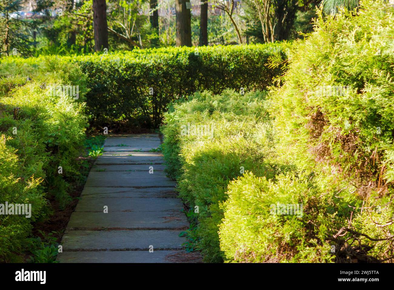 pawed foot path between shrubs in the park. beautiful urban nature ...
