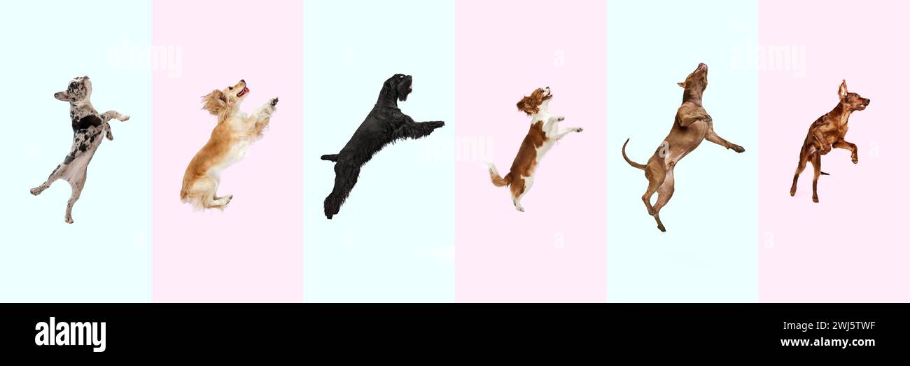 Collage made of different purebred dogs jumping, playing, flying ...