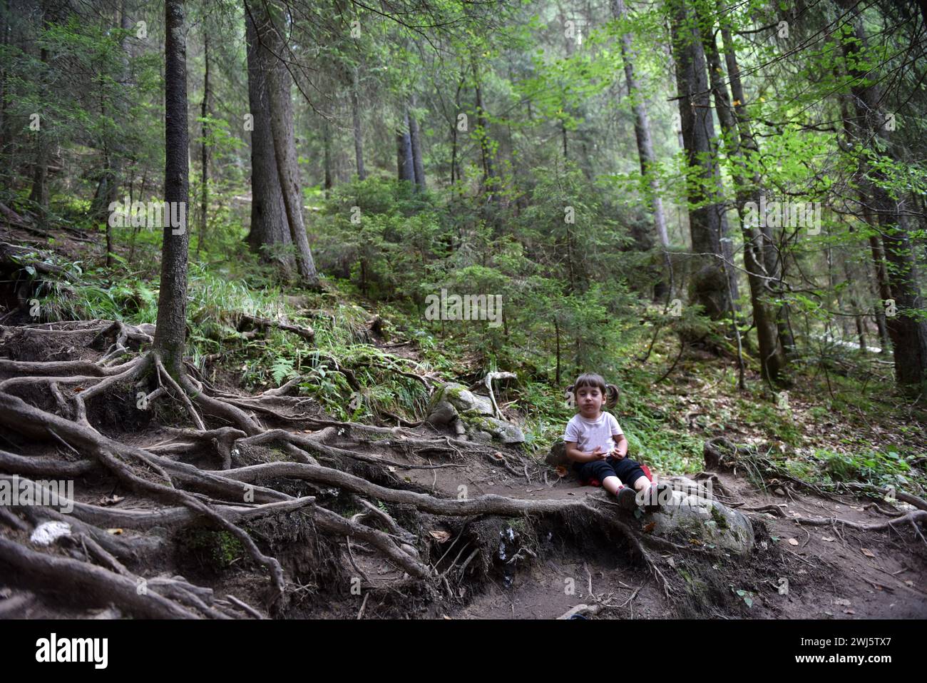 Cute toddler baby girl sitting on a tree trunk in the forest Stock ...
