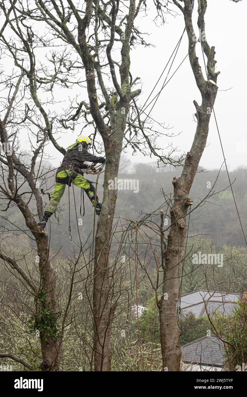 Tree surgeon high in a tree,in a cornish field or woodland or town in Cornwall,Tree surgeon high ...