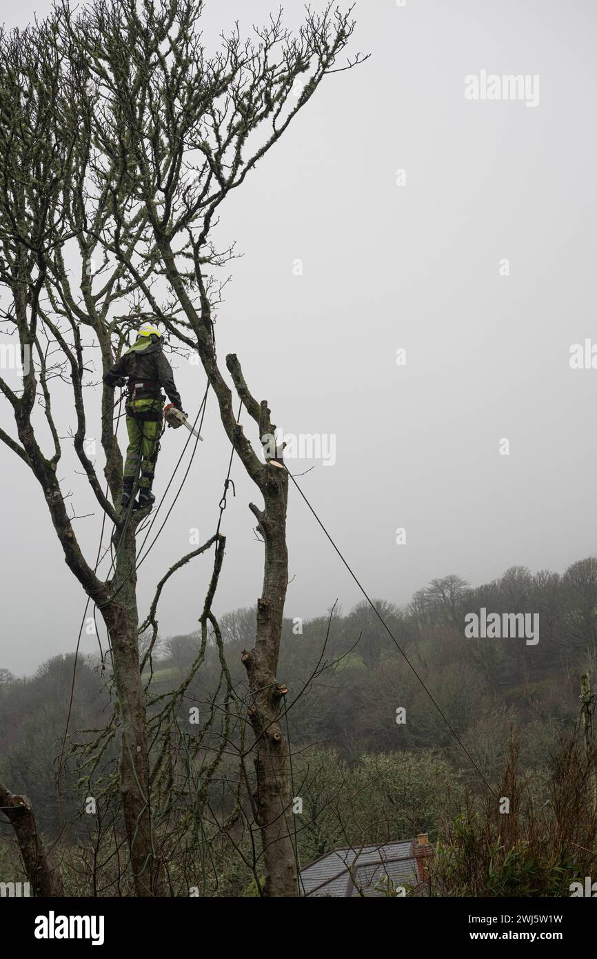 Arborists climbing and dismantling a tree hi-res stock photography and ...