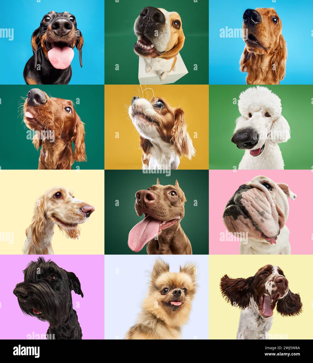 Collage made of different funny, adorable purebred dogs sniffing ...