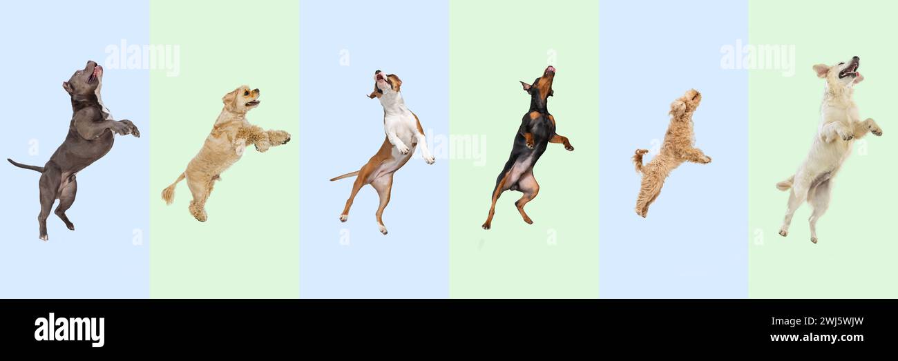 Collage made of different purebred dogs jumping, playing, flying ...