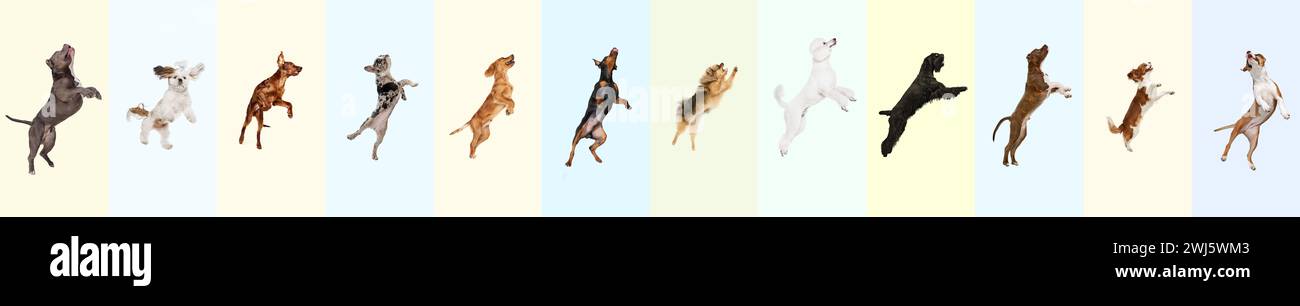 Collage made of different purebred dogs jumping, playing, flying ...