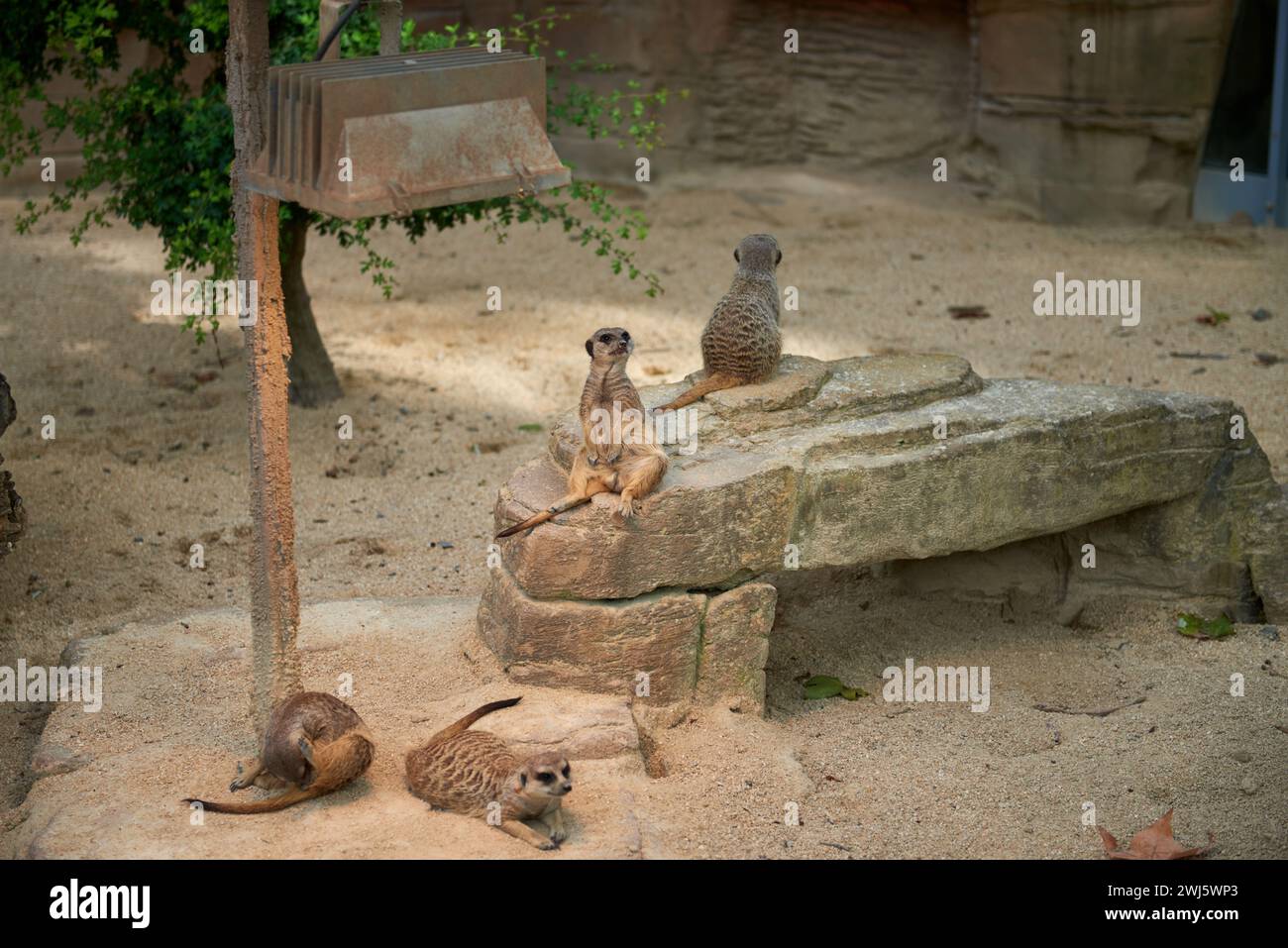Meerkats' Oasis in the Heart of the Zoo. Enchanting Meerkats. Meerkat: Whimsical Moments in the ...