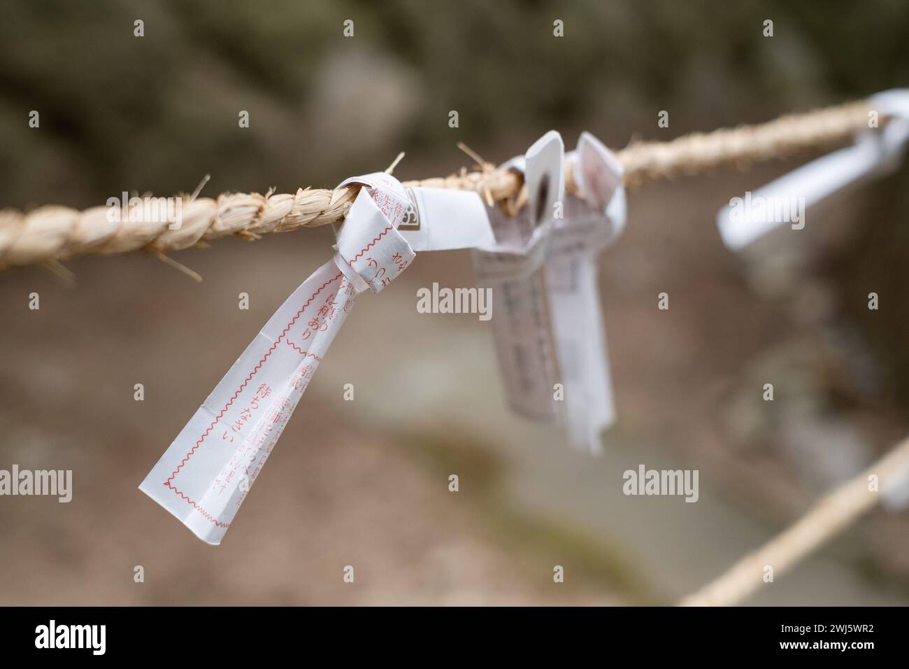 Omikuji, paper slips with fortunes on, tied to rope between trees in ...