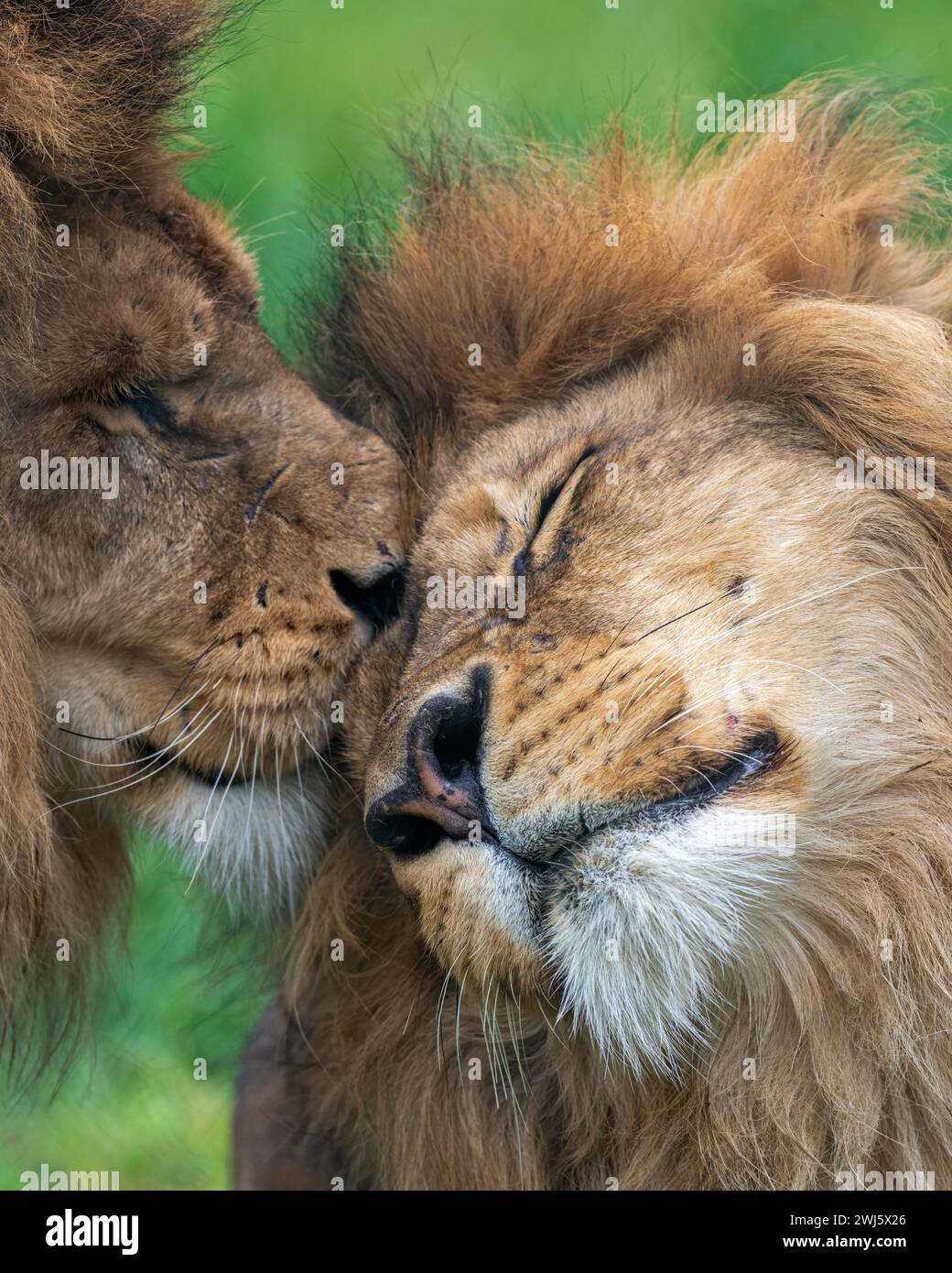 An adult African lion affectionately kisses the cheek of a young lion ...