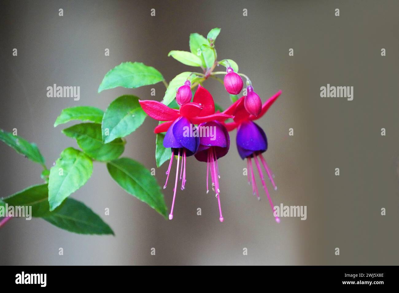 Beautiful fuchsia plant hi-res stock photography and images - Alamy