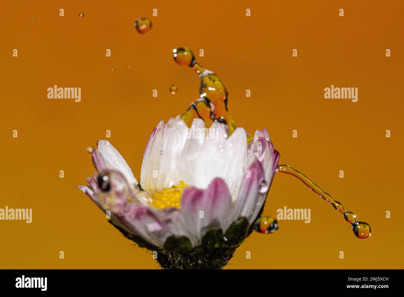 Drop falling into daisy hi-res stock photography and images - Alamy