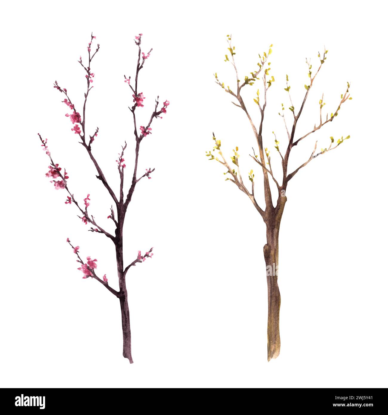 Spring buds trees forest Cut Out Stock Images & Pictures - Alamy