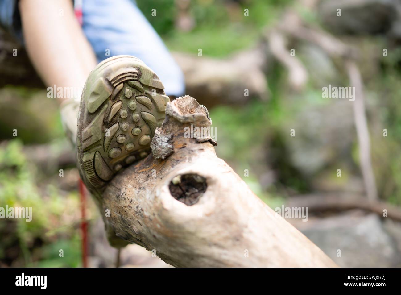 Hiking shoes forest hi-res stock photography and images - Alamy