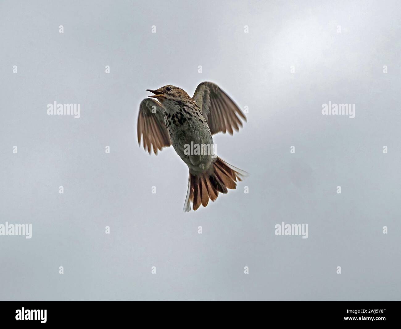 Meadow Pipit (Anthus pratensis) calling in flight above moorland in ...