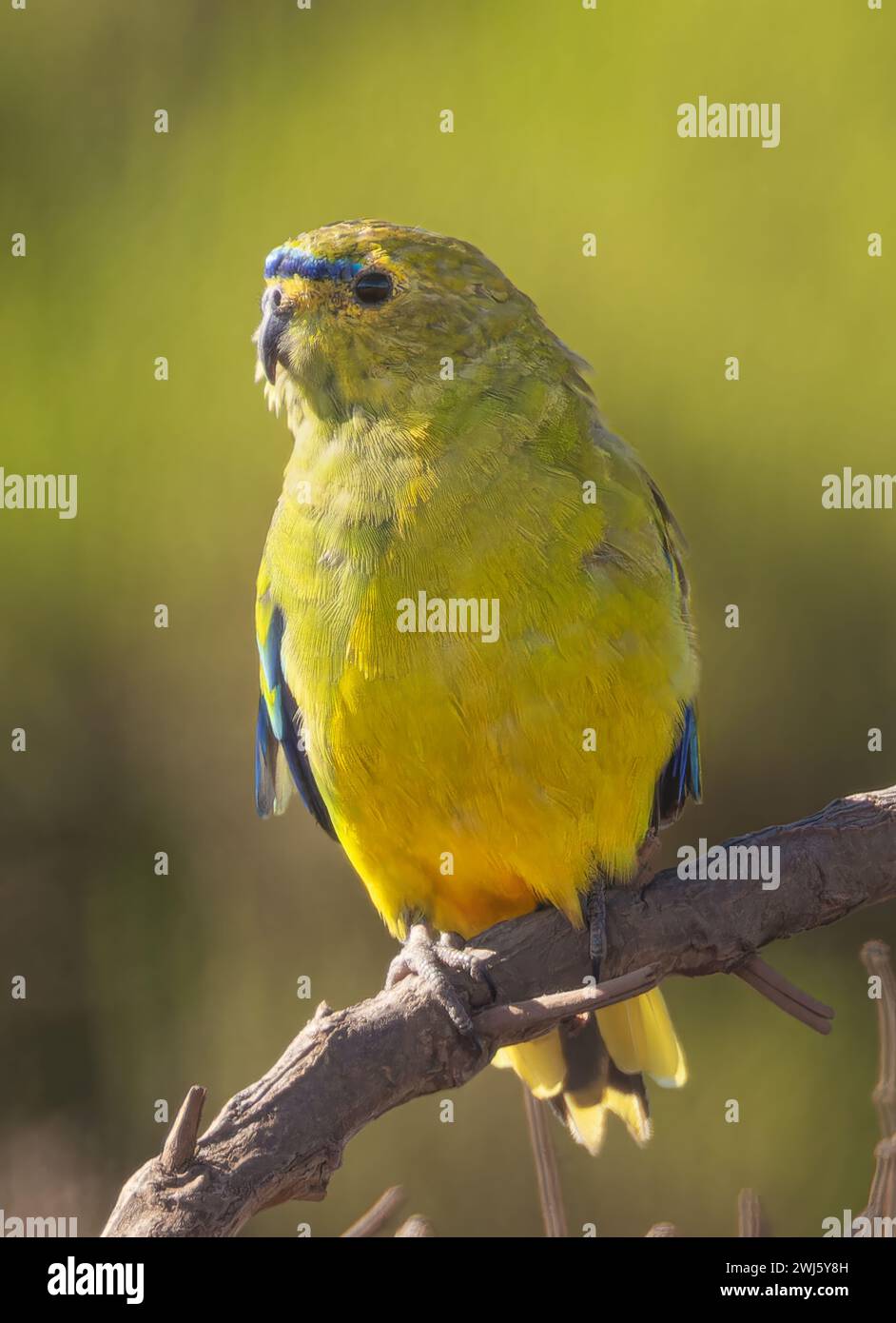 Elegant Parrot on the cliffs of Cape Naturaliste in Australia Stock ...