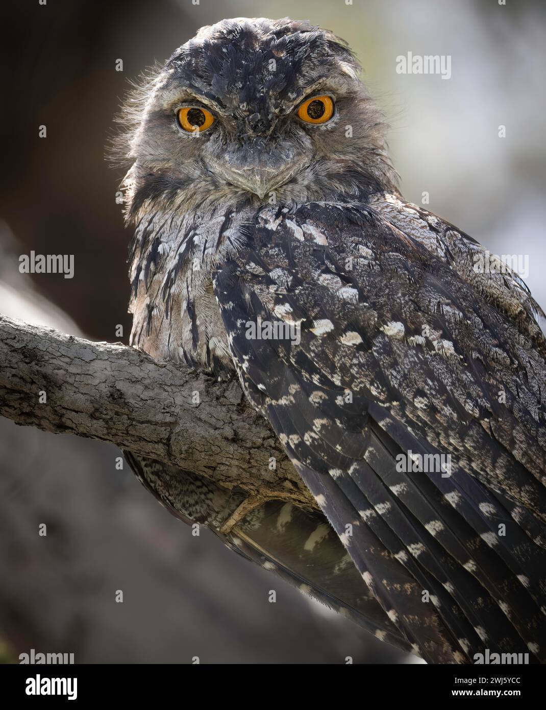 Hypnotic eyes hi-res stock photography and images - Alamy