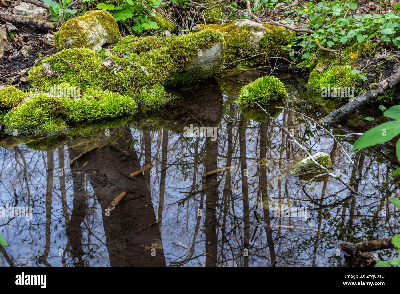 River in a forest park. Plants, moss, green grass. Reflections on water ...