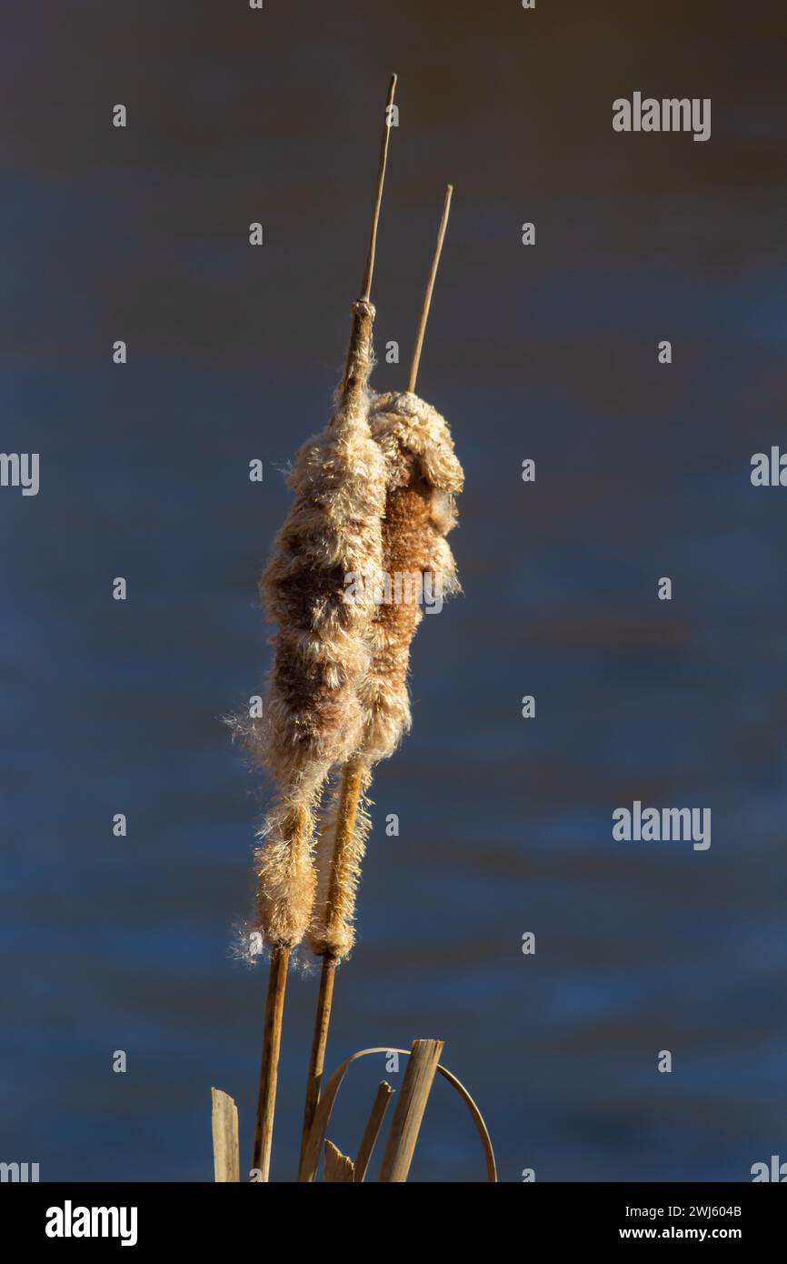 Cattails bulrush Typha latifolia beside river. Closeup of blooming ...