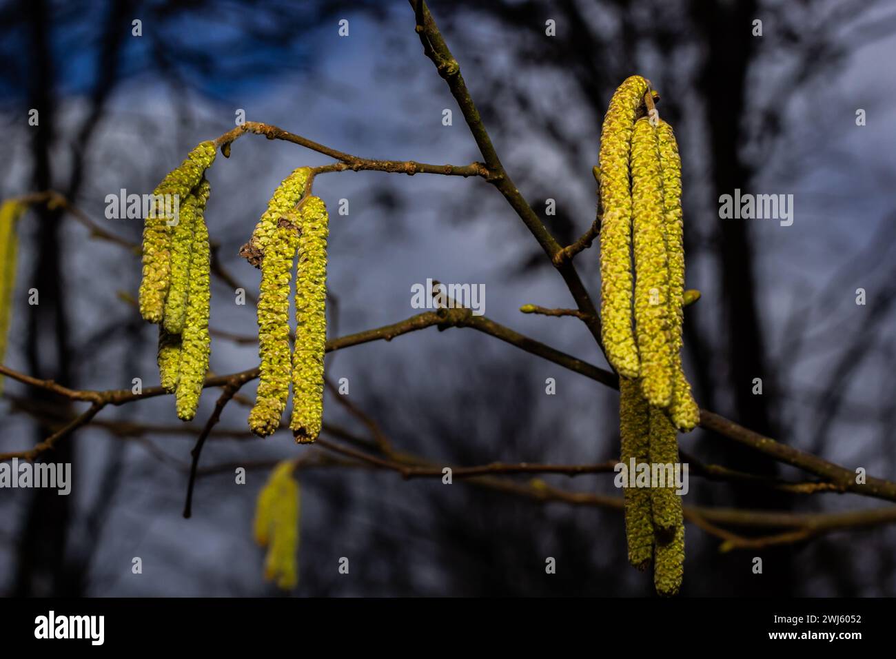 Common hazel Corylus avellana, in the spring blooms in the forest Stock ...
