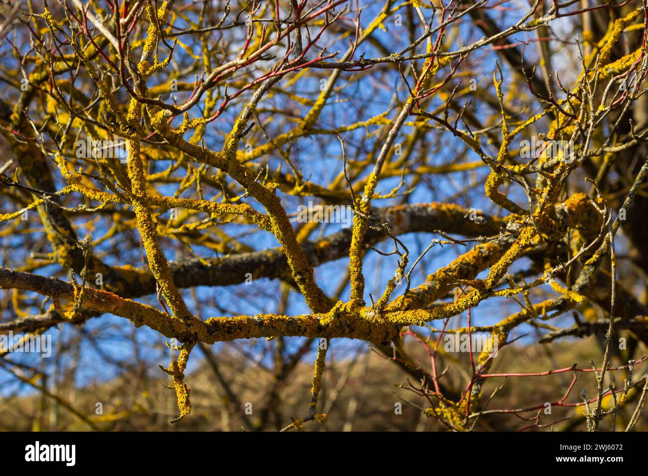 Xanthoria parietina common orange lichen, yellow scale, maritime ...