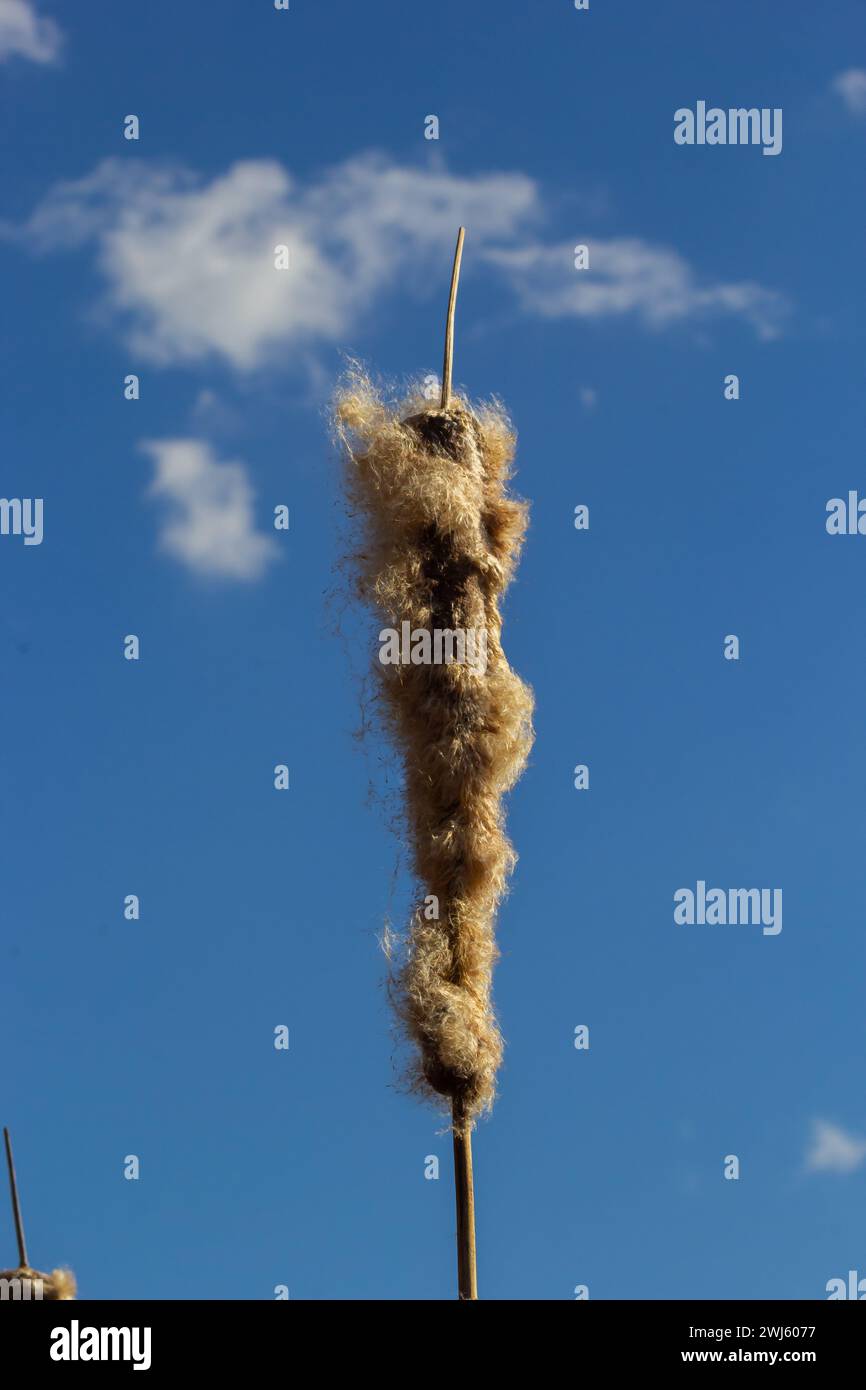 Cattails bulrush Typha latifolia beside river. Closeup of blooming ...