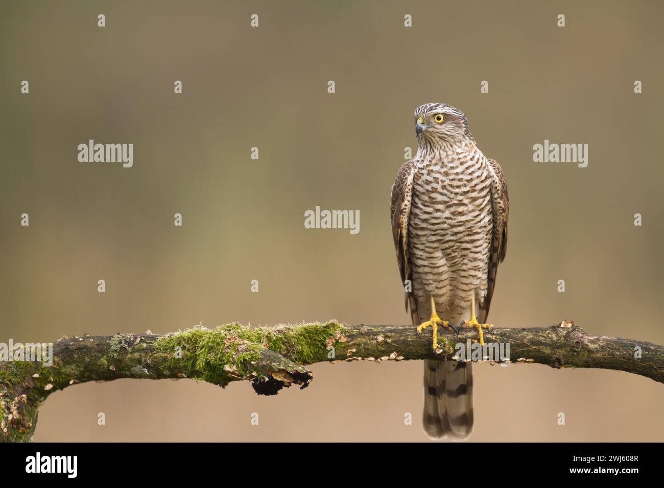 Birds of prey Sparrowhawk Accipiter nisus, hunting time bird sitting on ...
