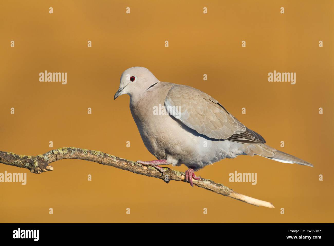 Bird Pigeon Eurasian collared dove Streptopelia decaocto bird sitting ...