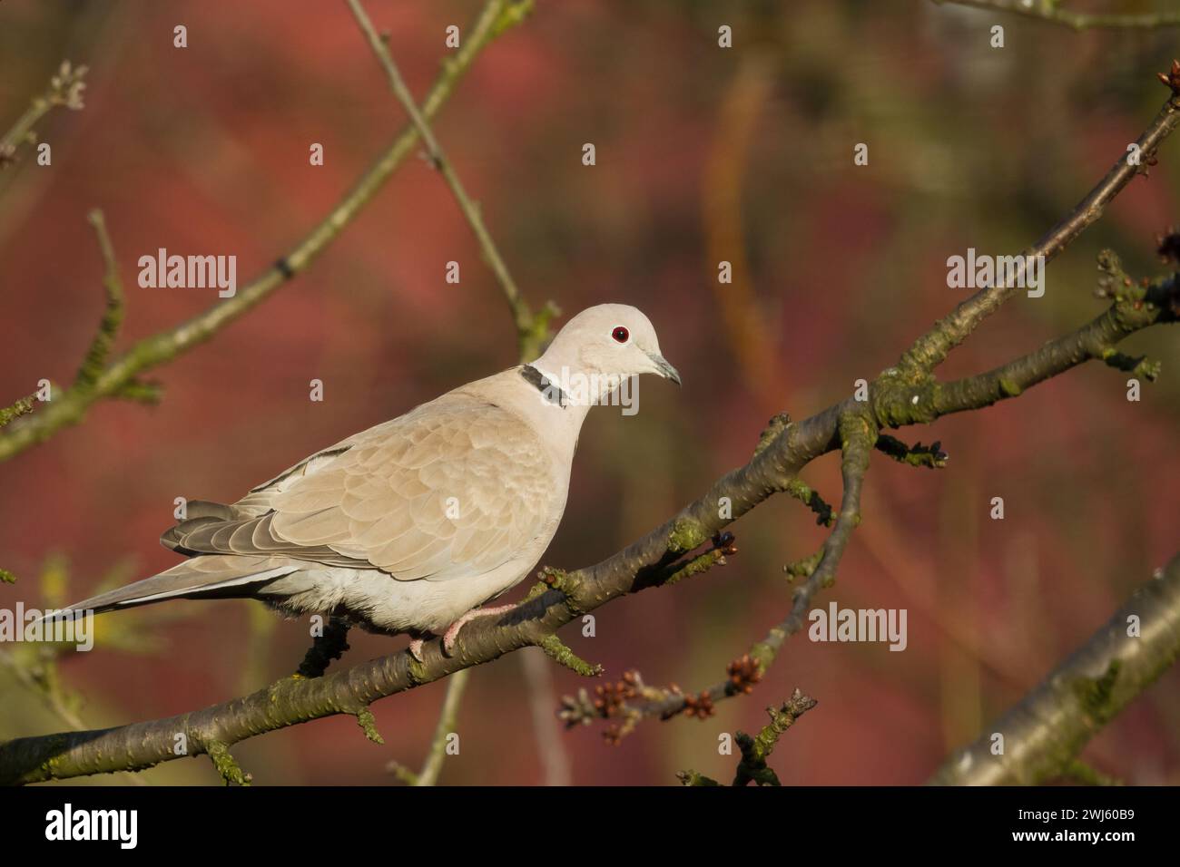 Bird Pigeon Eurasian collared dove Streptopelia decaocto bird sitting ...