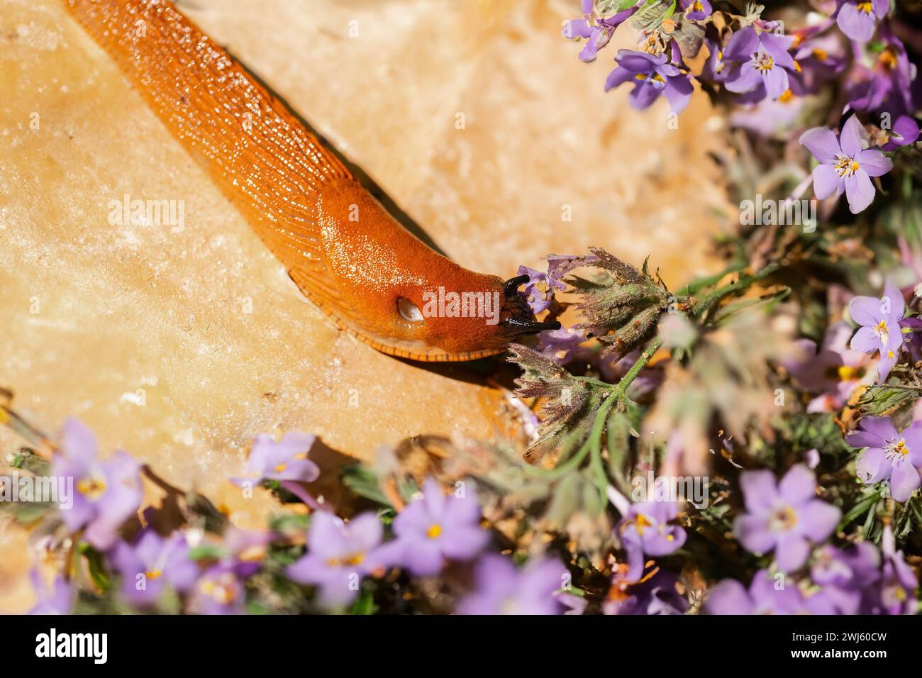A vibrant orange slug navigates through purple flowers. Garden micro ...