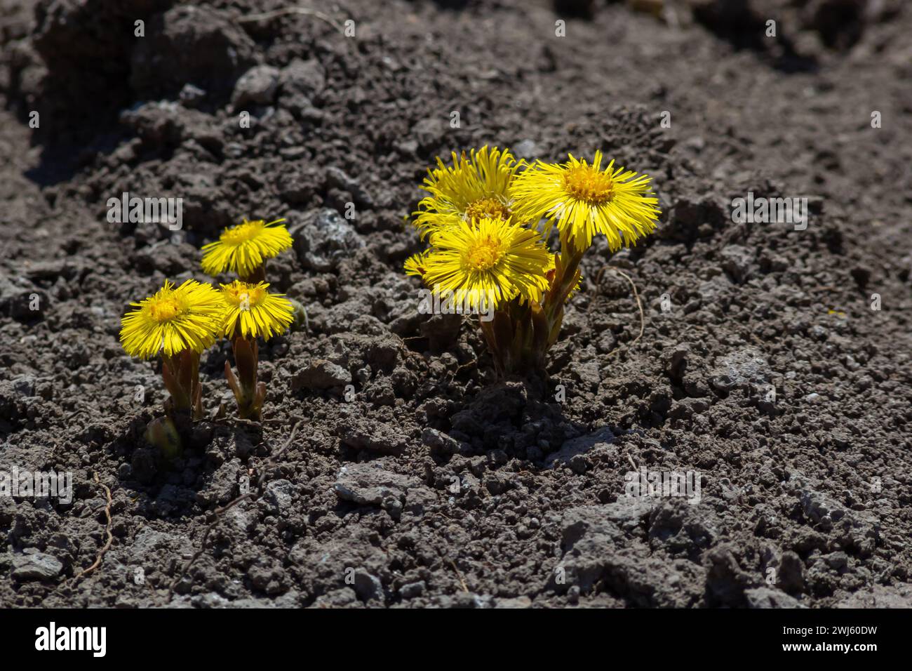 Tussilago farfara, commonly known as coltsfoot is a plant in the ...