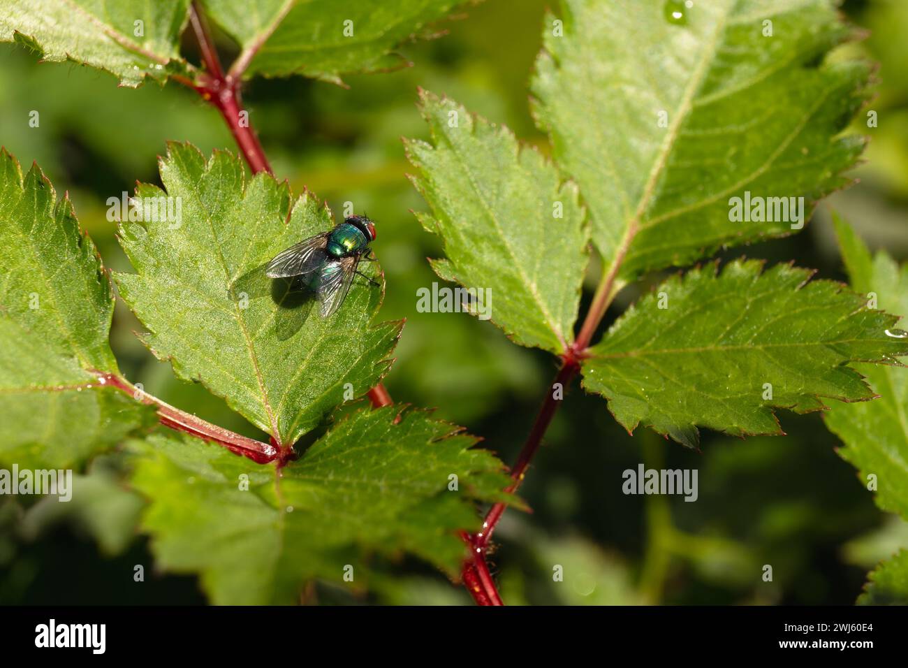 A metallic green bottle fly sits on a leaf. Ideal for entomology and ...