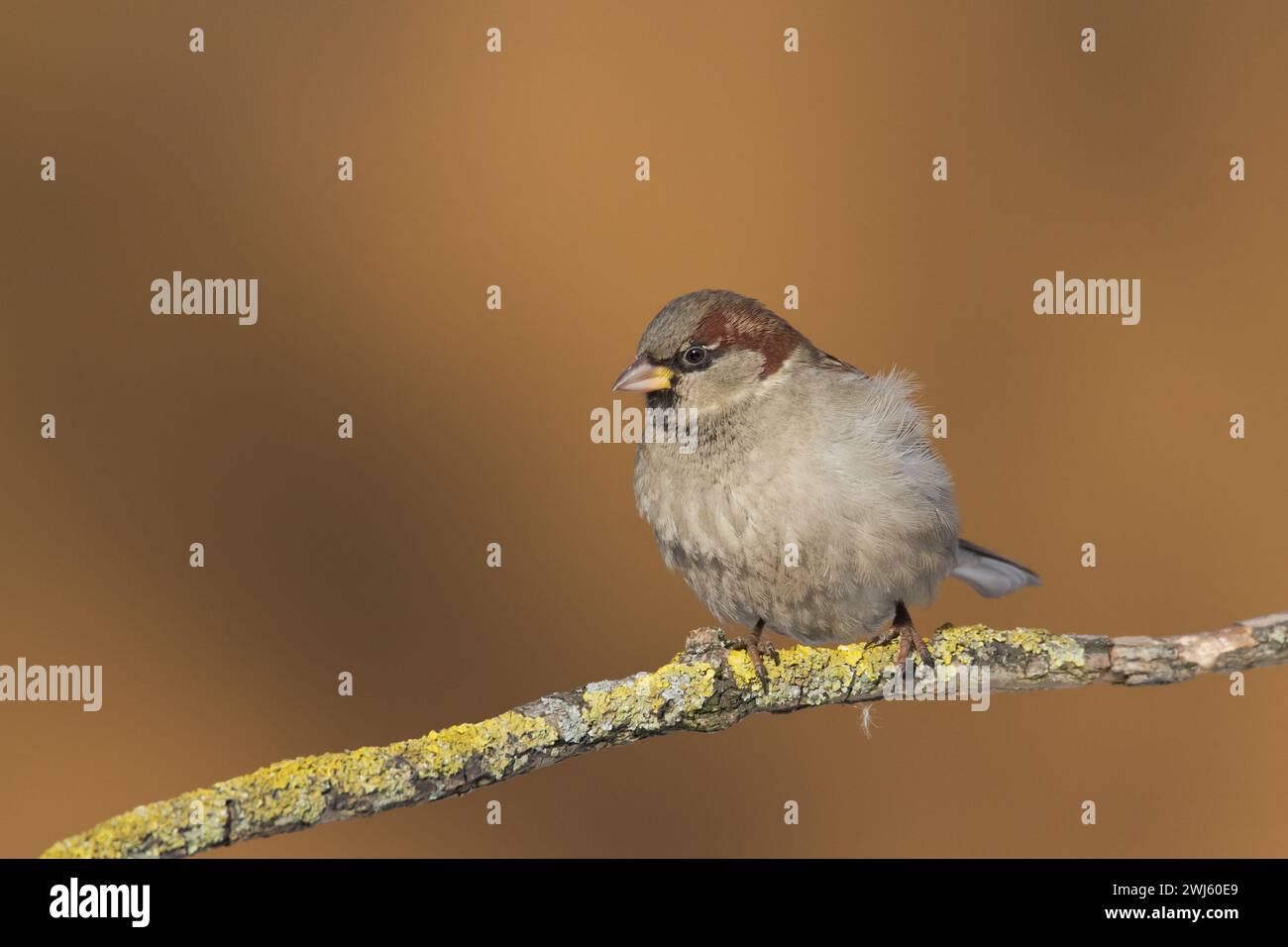 Bird - House sparrow Passer domesticus sitting on the branch Poland ...