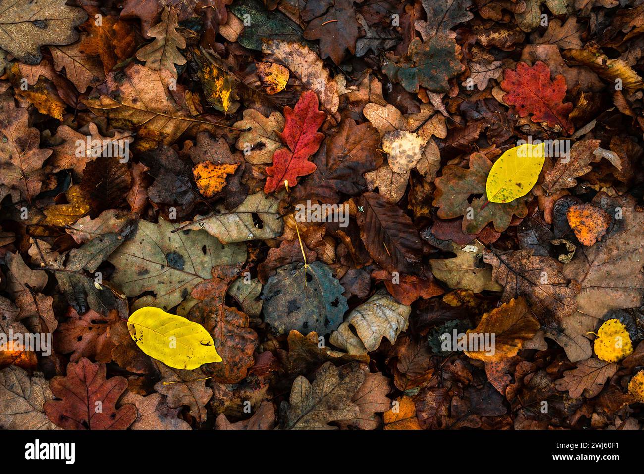 wallpaper or background autumn leaves on the ground fall Stock Photo ...