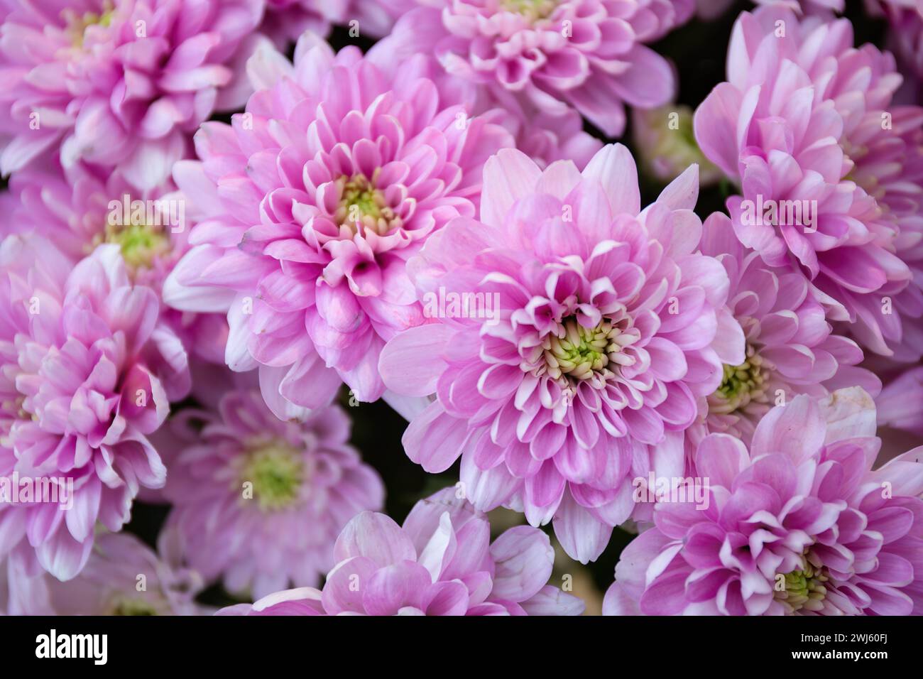 Baltica pink hi-res stock photography and images - Alamy