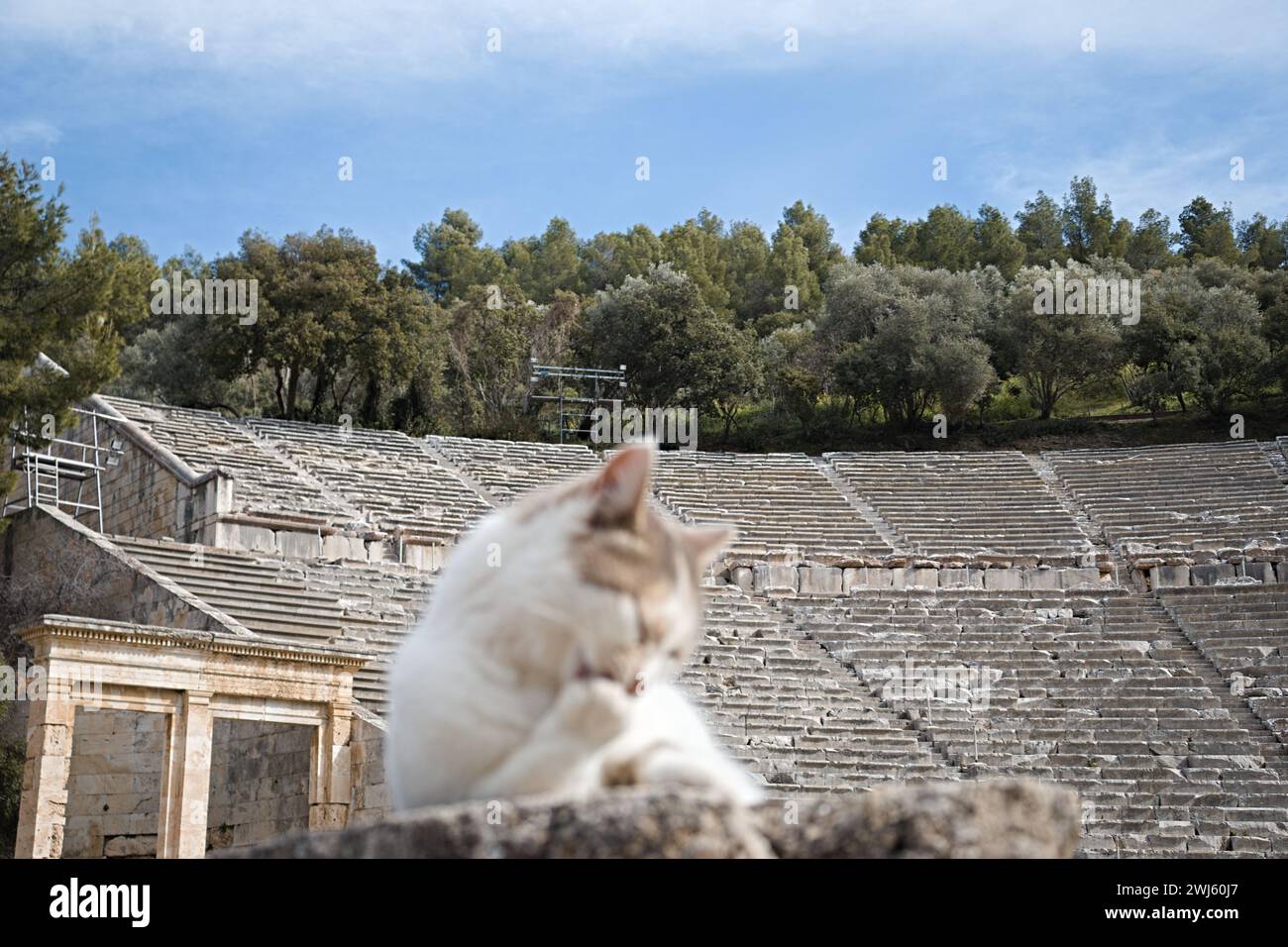 Cat sunbathing in front of Ancient Greek Theater (unfocused cat Stock ...