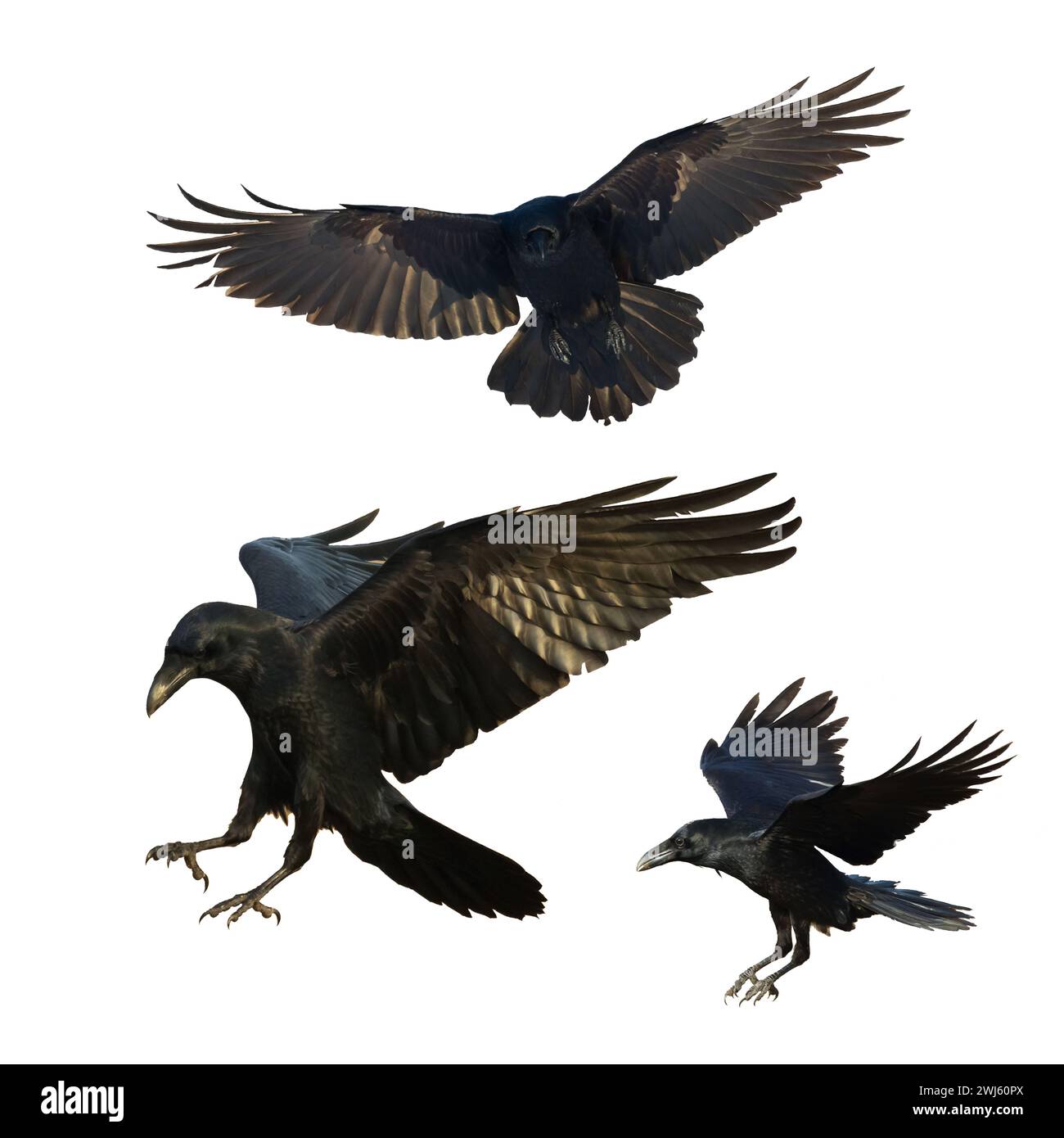 Bird flying in moon Cut Out Stock Images & Pictures - Alamy