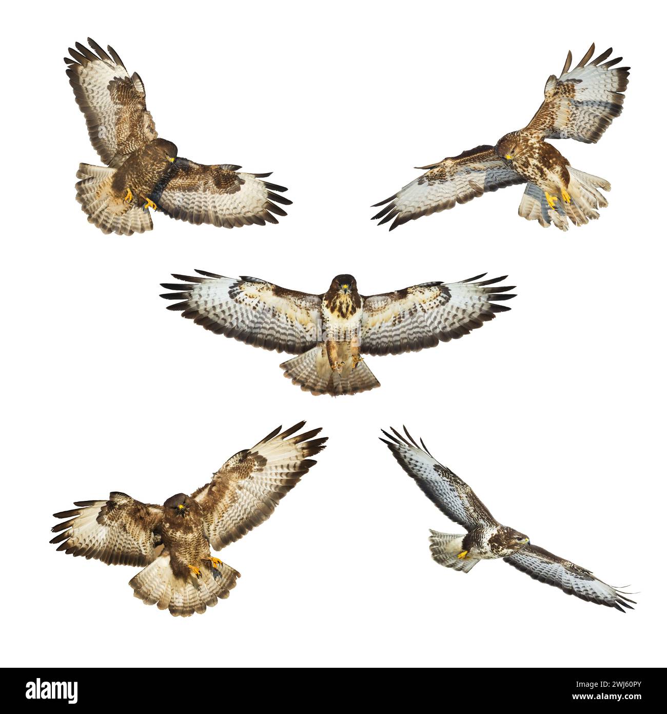 Birds of prey - Common buzzard Buteo buteo flying, hawk bird, predatory ...