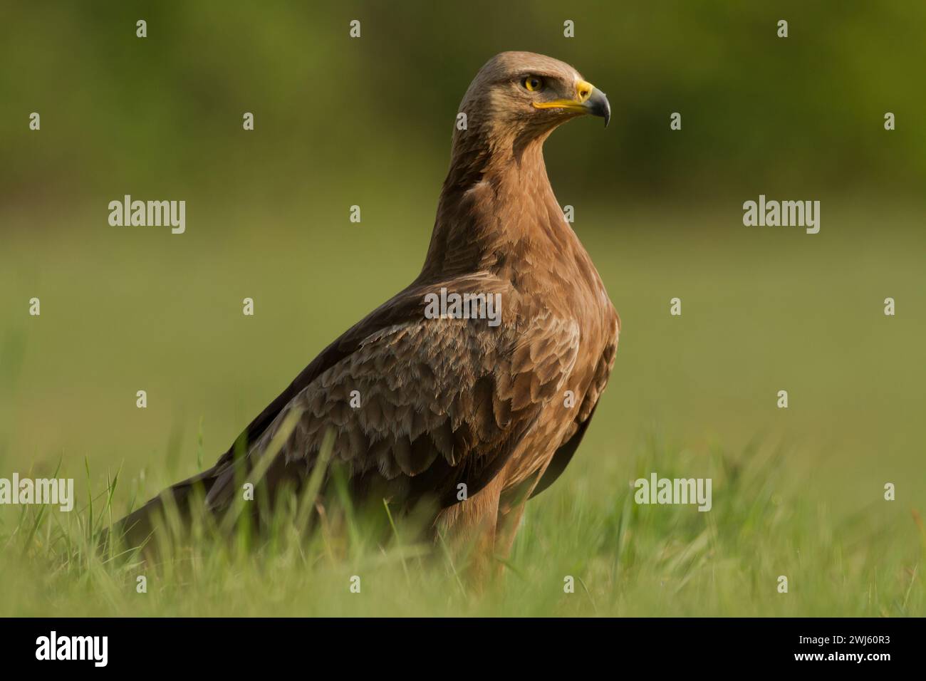 Birds of prey - Lesser Spotted Eagle Aquila pomarina , hunting time ...