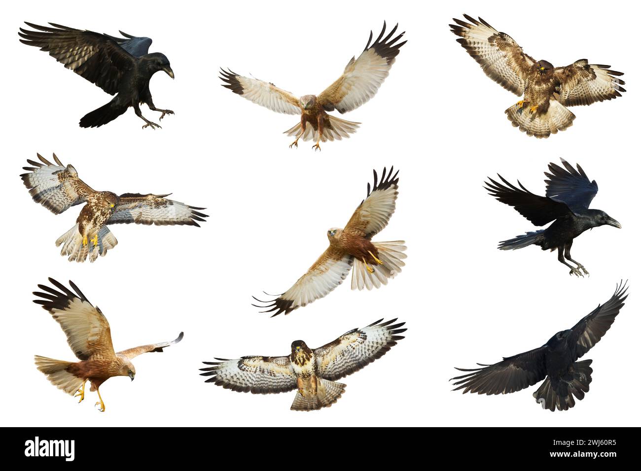 Flying bird illustration Cut Out Stock Images & Pictures - Alamy