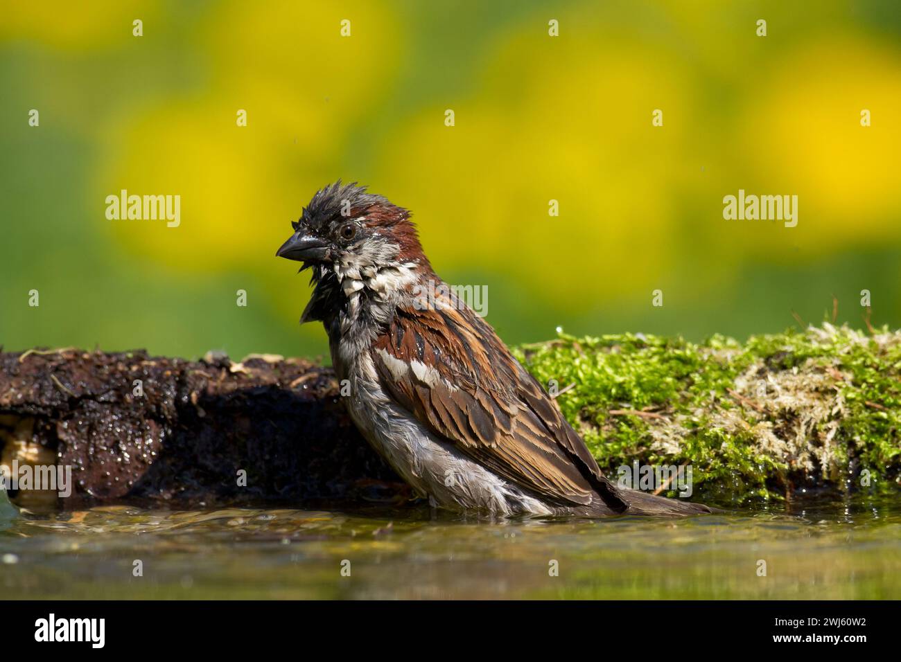 Bird - House sparrow Passer domesticus sitting on the branch Poland ...