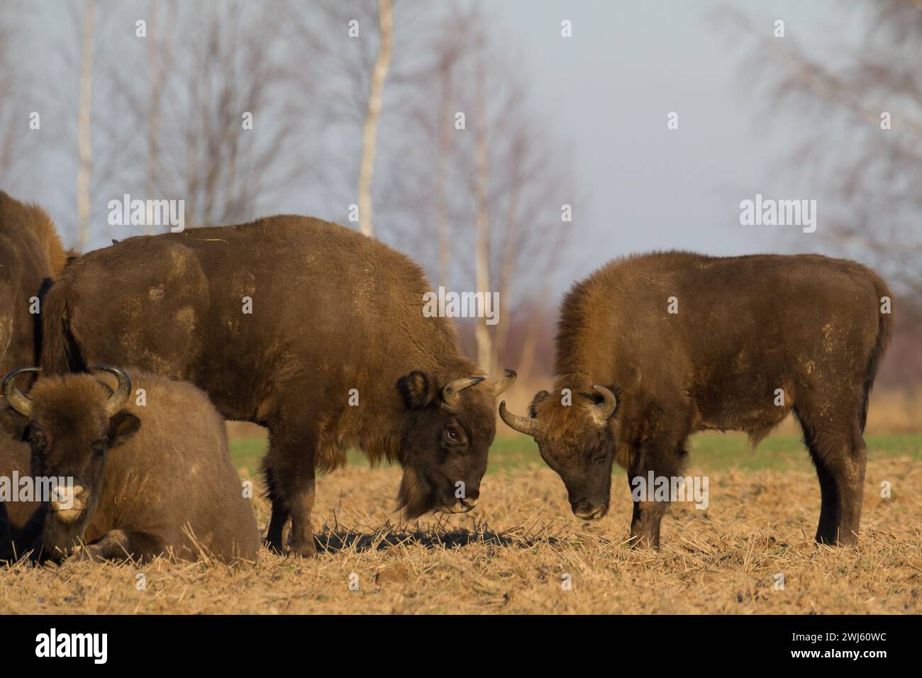 Mammals wild nature European bison Bison bonasus Wisent herd standing ...