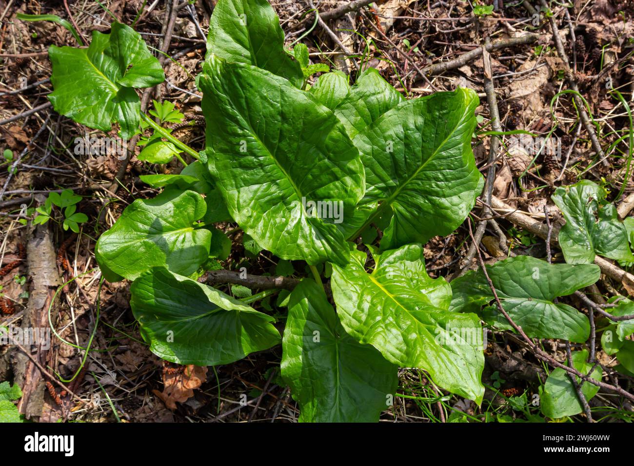 Cuckoopint or Arum maculatum arrow shaped leaf, woodland poisonous ...